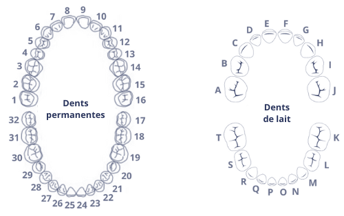 Numérotation des dents : guide visuel et schémas